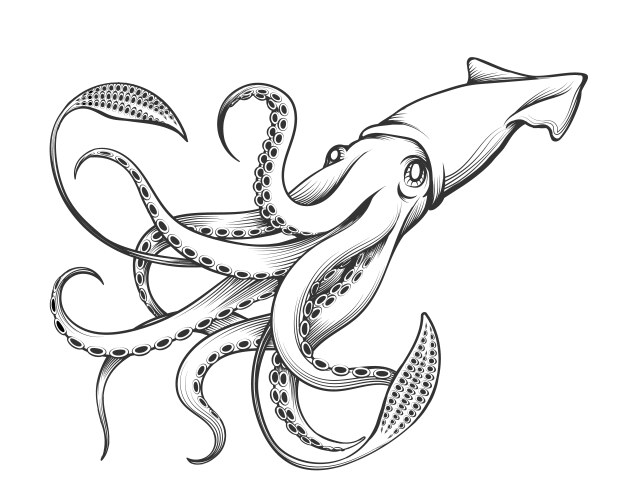 Realistic Squid Drawing Squid Cartoon Vector Art PNG Images | Free