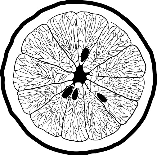 Continuous line orange citrus tropical fruit Vector Image