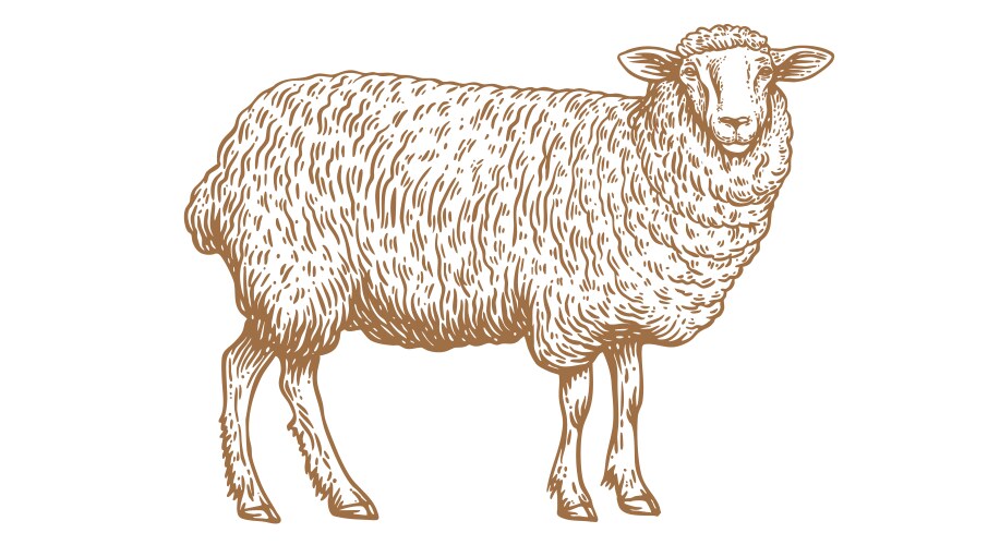 Sheep Outline Vector Images (over 8,100)