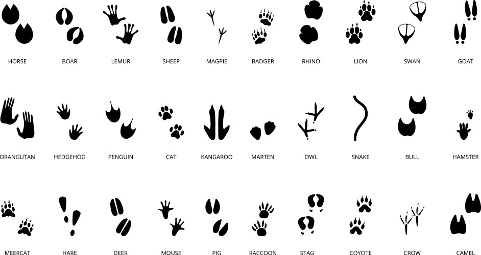 Rabbit Foot Vector Images (over 1,300)