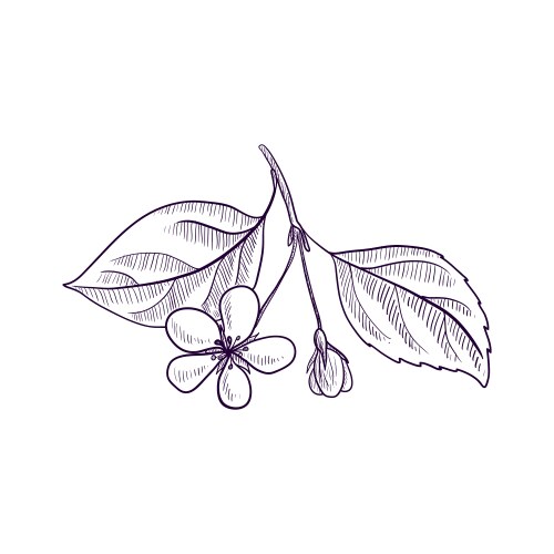 Apple Branch Drawing Vector Images (over 3,100)