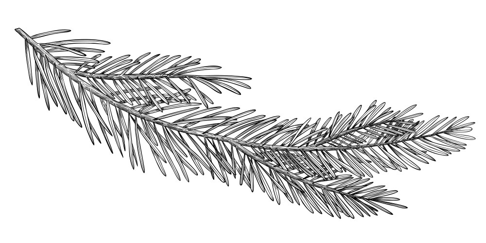 Pine Needles Drawing