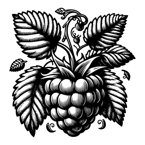 Raspberry plant engraving with leaves Royalty Free Vector