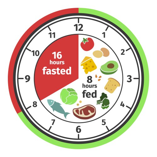 Scheme and concept of intermittent fasting clock Vector Image