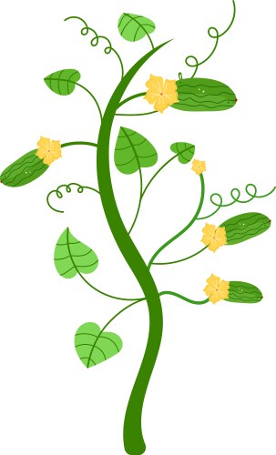 Cucumber Vector Images (over 44,000)