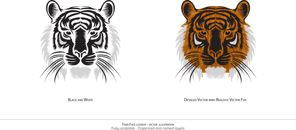 Tiger face closeup Royalty Free Vector Image - VectorStock