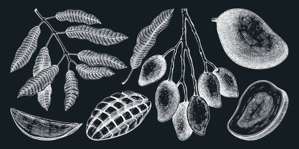 Hand drawn dried mango fruits sketches set Vector Image