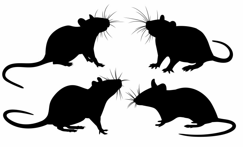 Rat Vector Images (over 32,000)