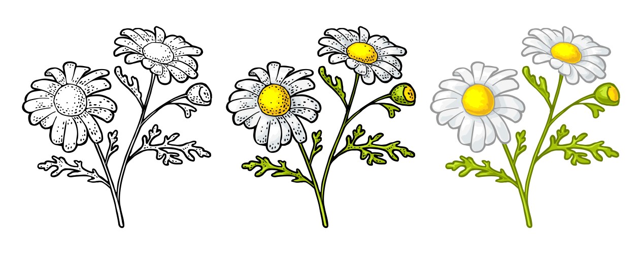 Color wheel palette - flower shaped spectrum Vector Image