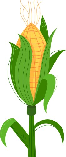 Maize Plant Clipart