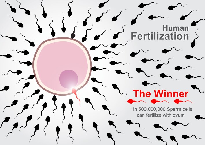 Human Sexual Intercourse Vector Images (over 1,000)