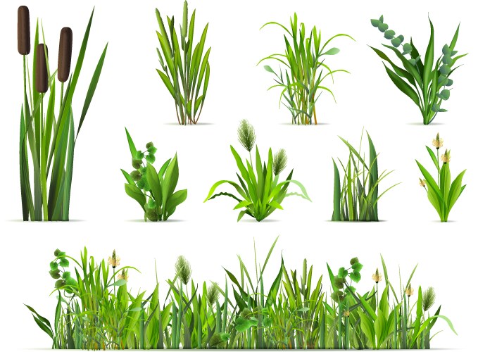 Bushes Vector Images (over 92,000)