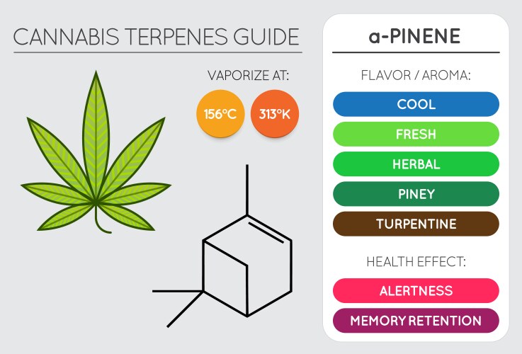 Cannabis terpene guide information chart aroma Vector Image