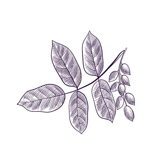 Drawing branch beech tree Royalty Free Vector Image