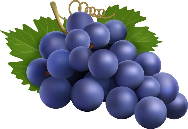 Grape Bunch Vector Images (over 17,000)