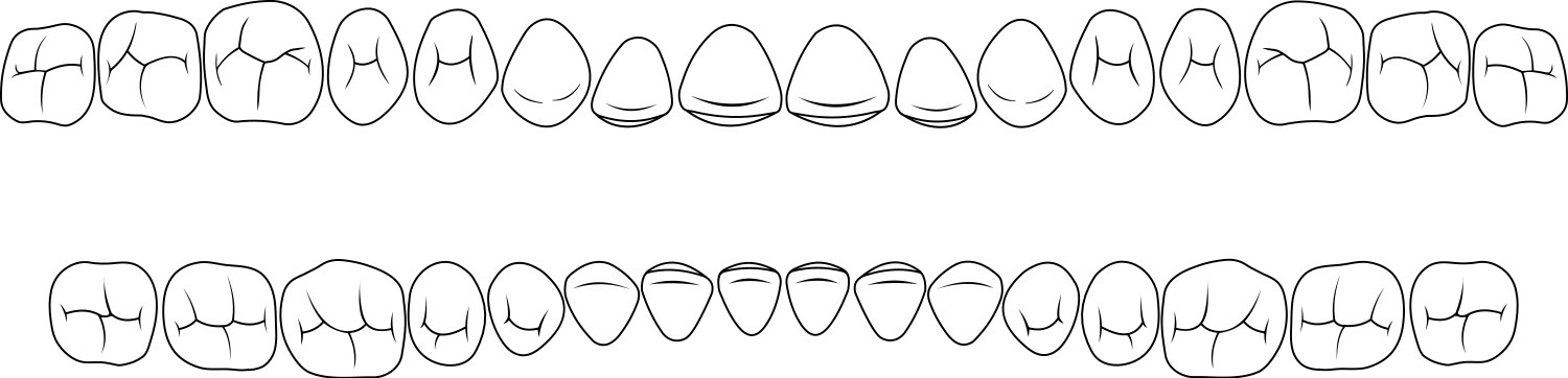Teeth set Royalty Free Vector Image - VectorStock