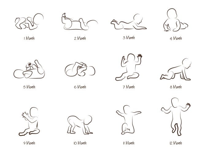 Little basix month badevelopment stages Royalty Free Vector