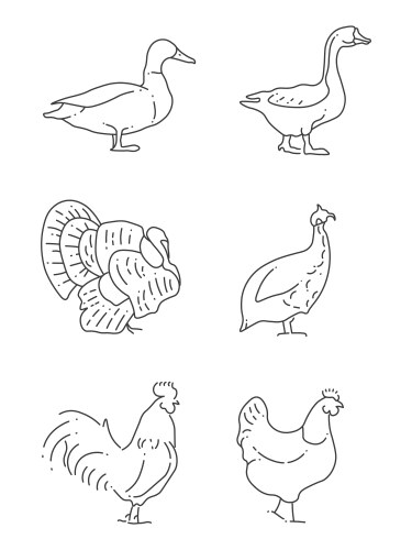 Duck Outline Vector Images (over 10,000)