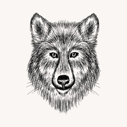 Wolf muzzle sketch Royalty Free Vector Image - VectorStock