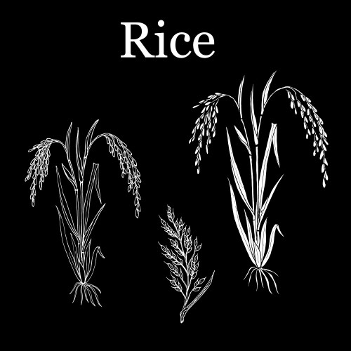 Rice plant Royalty Free Vector Image - VectorStock