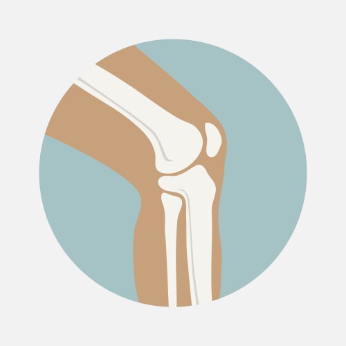 Human knee Royalty Free Vector Image - VectorStock