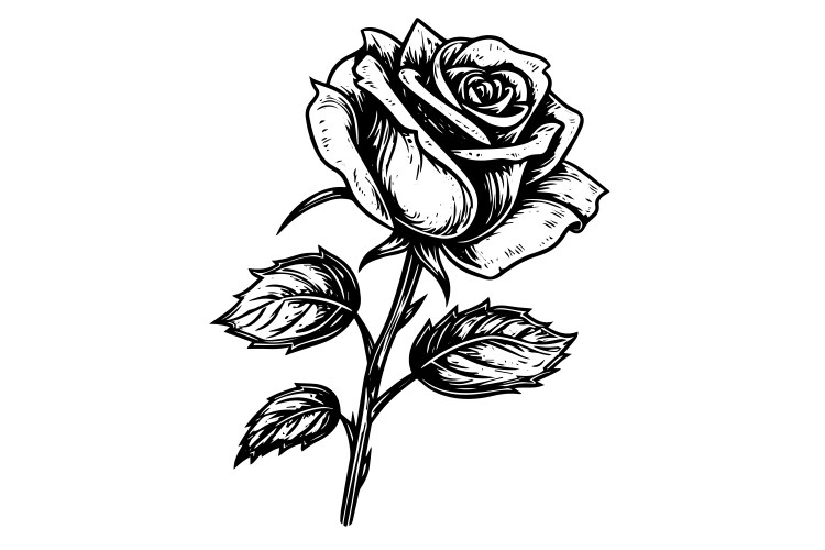 Rose flower hand drawn ink sketch engraving style Vector Image