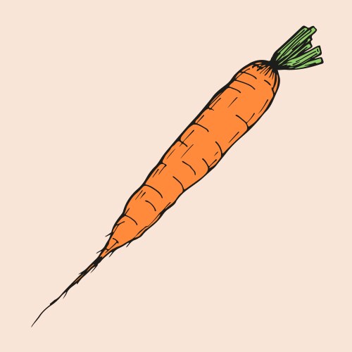 Carrot Line Drawing Vector Images (over 3,300)