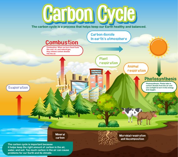 Carbon cycle Royalty Free Vector Image - VectorStock