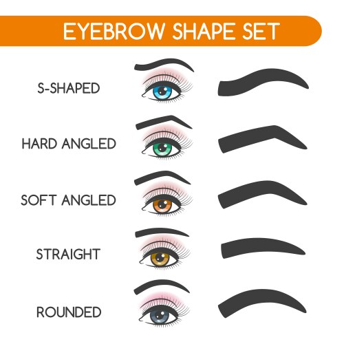 Set of female eyebrows in different shapes Vector Image