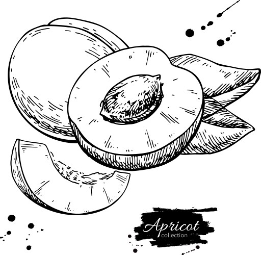 Apricot branch drawing hand drawn isolated Vector Image