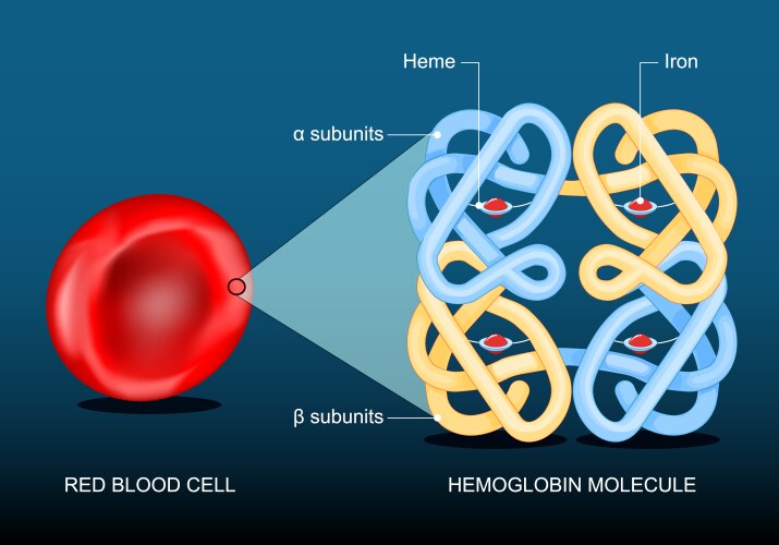 Red Blood Cells Diagram Labelled ABO Blood Group Labeled Diagram Stock