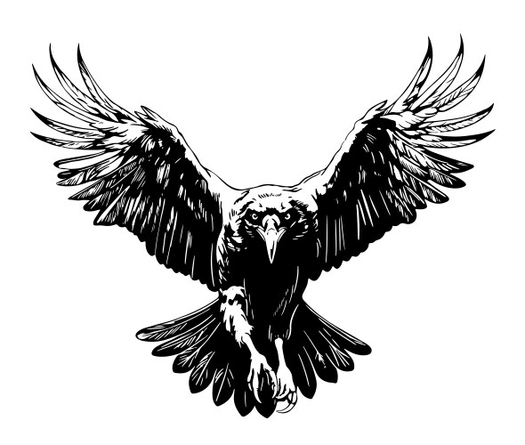 Detailed Crow Drawing Royalty Free Vector Image