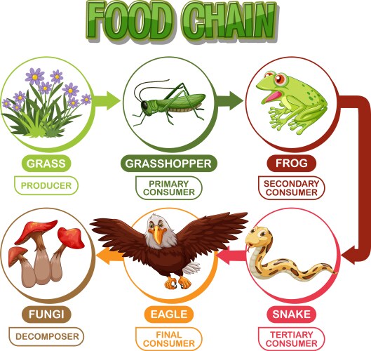 Arctic food chain diagram concept Royalty Free Vector Image