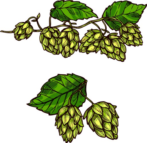 Hops Vector Images (over 52,000)