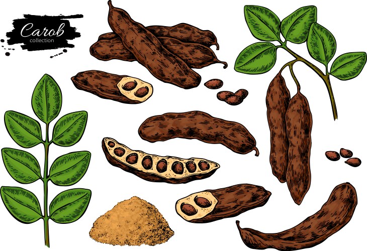 Cocoa frame superfood drawing template Royalty Free Vector