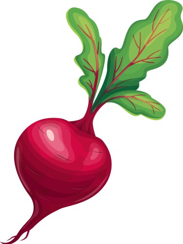 Beet Vector Images (over 16,000)