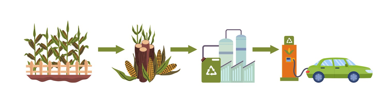 Corn Life Cycle Diagram Corn Growth Stages Stock Vector Images Alamy