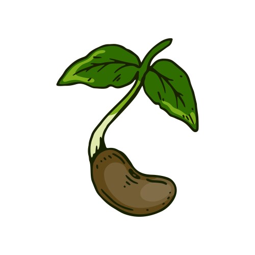 Sprout plant in soil with leaves seedling Vector Image
