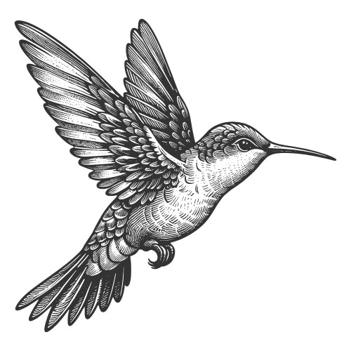 Hummingbird Clip Art Black And White Black And White Hummingbird