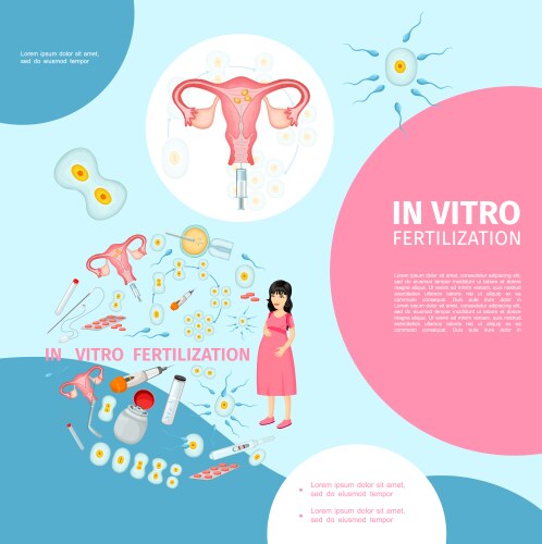 Egg fertilization process flat template Royalty Free Vector