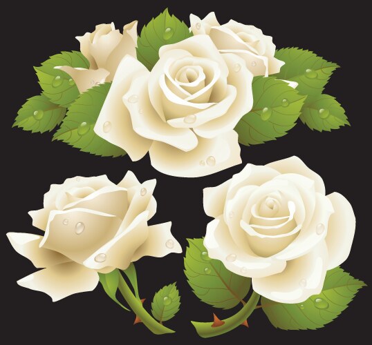 White rose design elements Royalty Free Vector Image