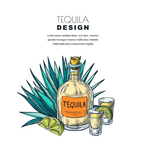 Tequila bottle sketch Royalty Free Vector Image