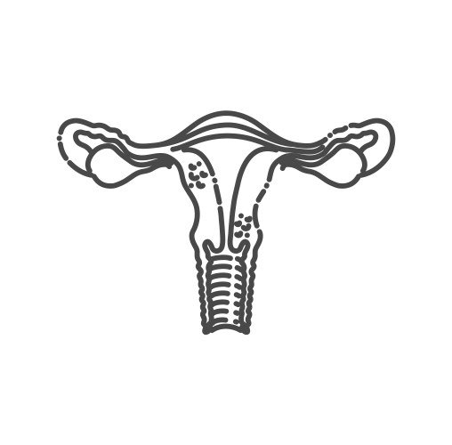 Uterus Anatomy Vector Images (over 5,900)