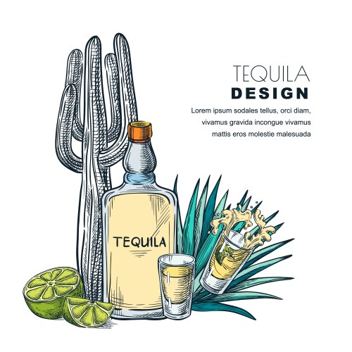 Tequila bottle sketch Royalty Free Vector Image
