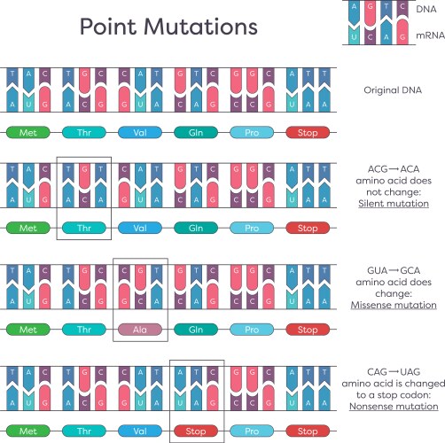 Single nucleotide polymorphism snps dna mutation Vector Image