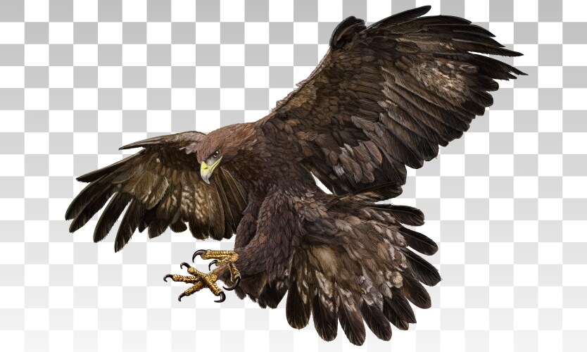 Eagle Landing Vector Images (over 1,100)