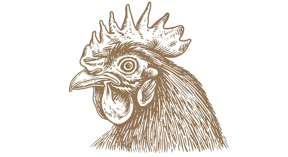 Chicken Vector Images (over 210,000)