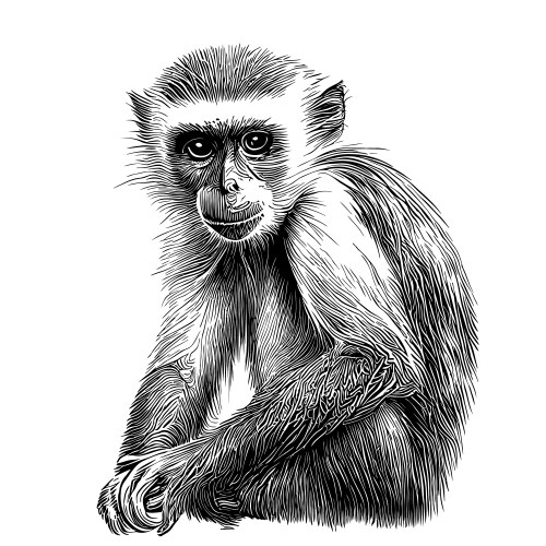 Realistic Monkey Vector Images (over 910)