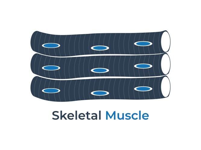 Skeletal Muscle Tissue Vector Images (over 1,500)