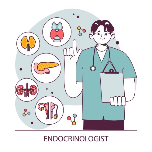 Endocrinology endocrine system organs pancreas Vector Image